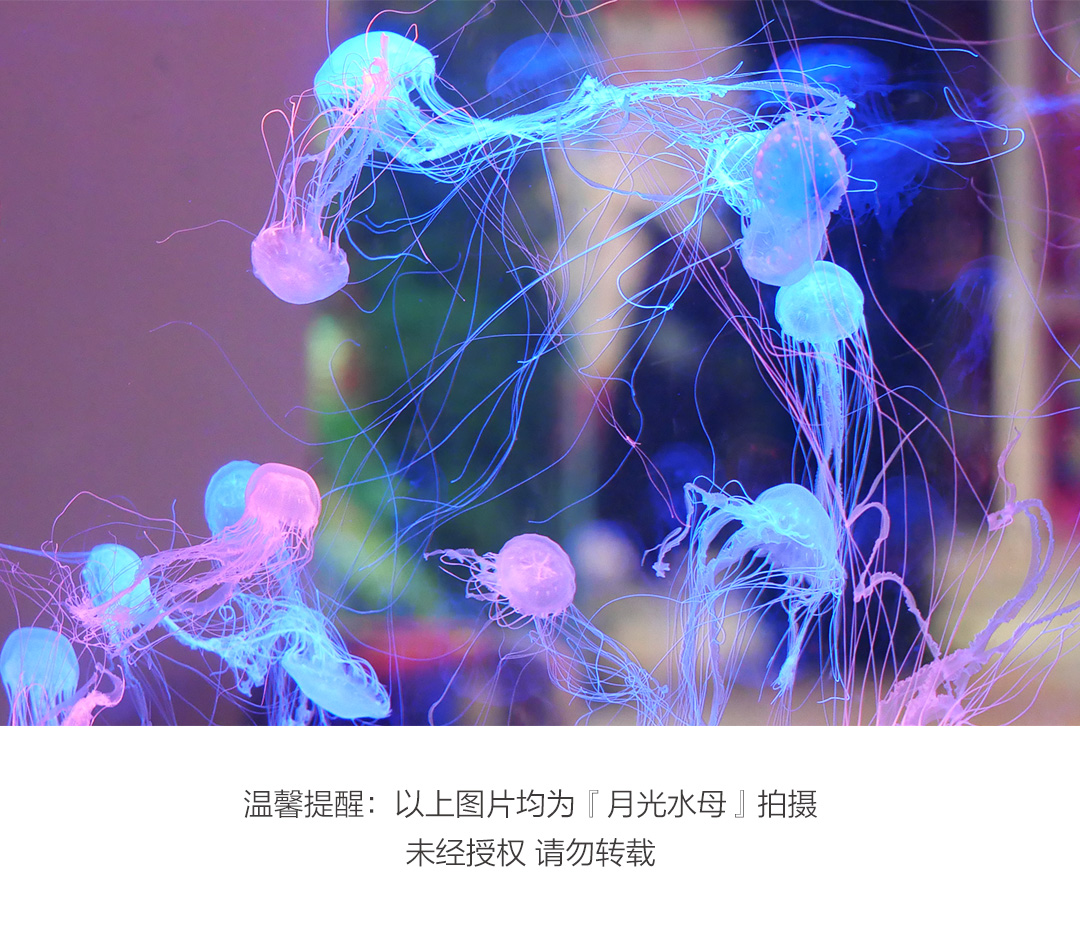 大西洋海刺水母活体观赏宠物活水母梦幻神奇彩色透明海水观赏鱼-阿里巴巴