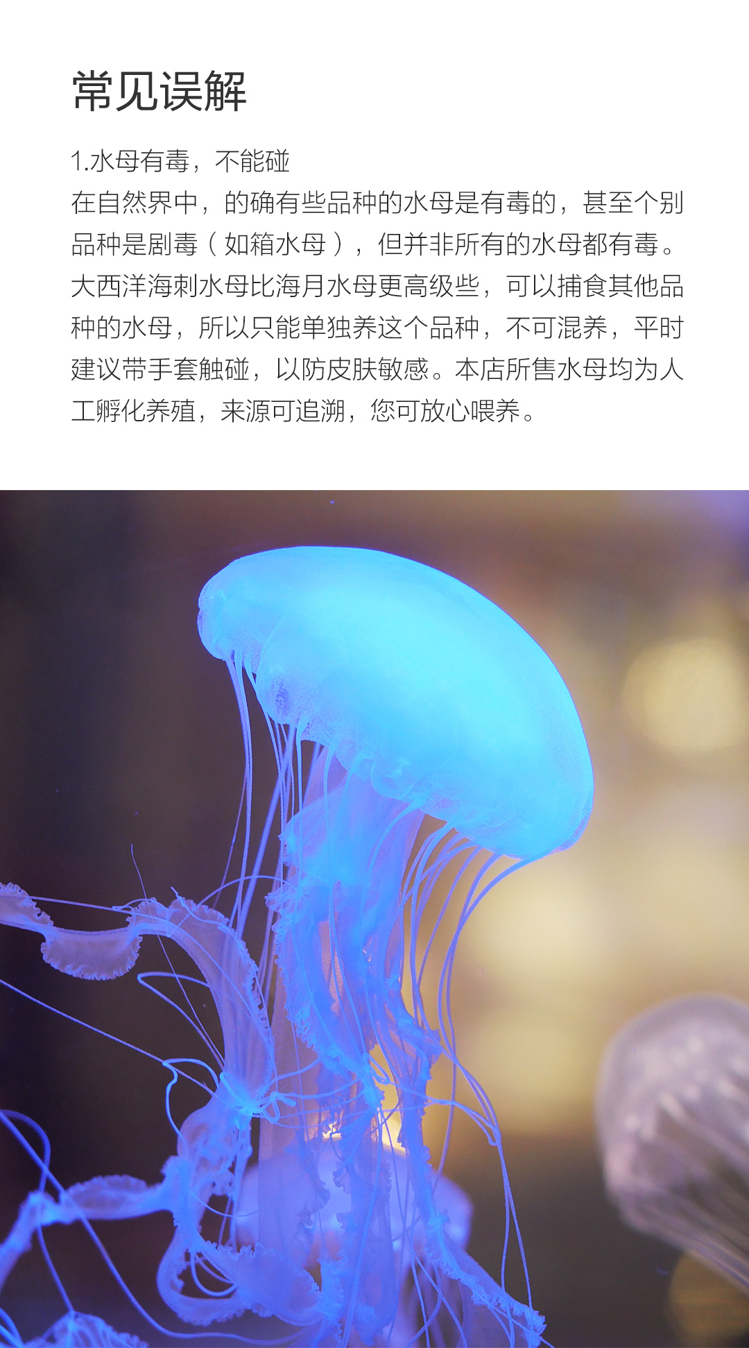 大西洋海刺水母活体观赏宠物活水母梦幻神奇彩色透明海水观赏鱼-阿里巴巴