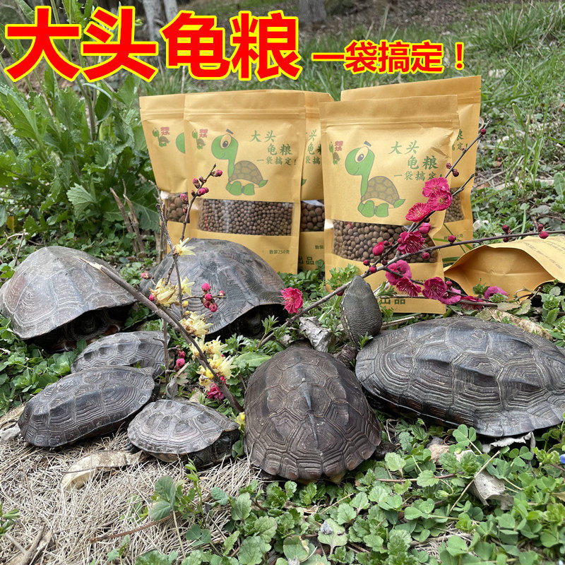 🐢 A delicious meal for turtles! revealing the secret weapon of the big ...