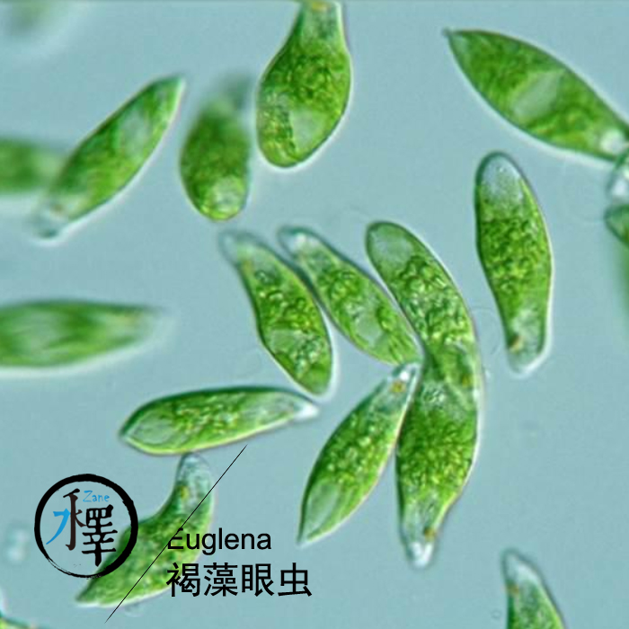 🌿揭秘微小生命奇迹！Euglena绿眼虫100ml活体包邮，科研学生必备神器🌈-其它水族宠物-淘宝好物网