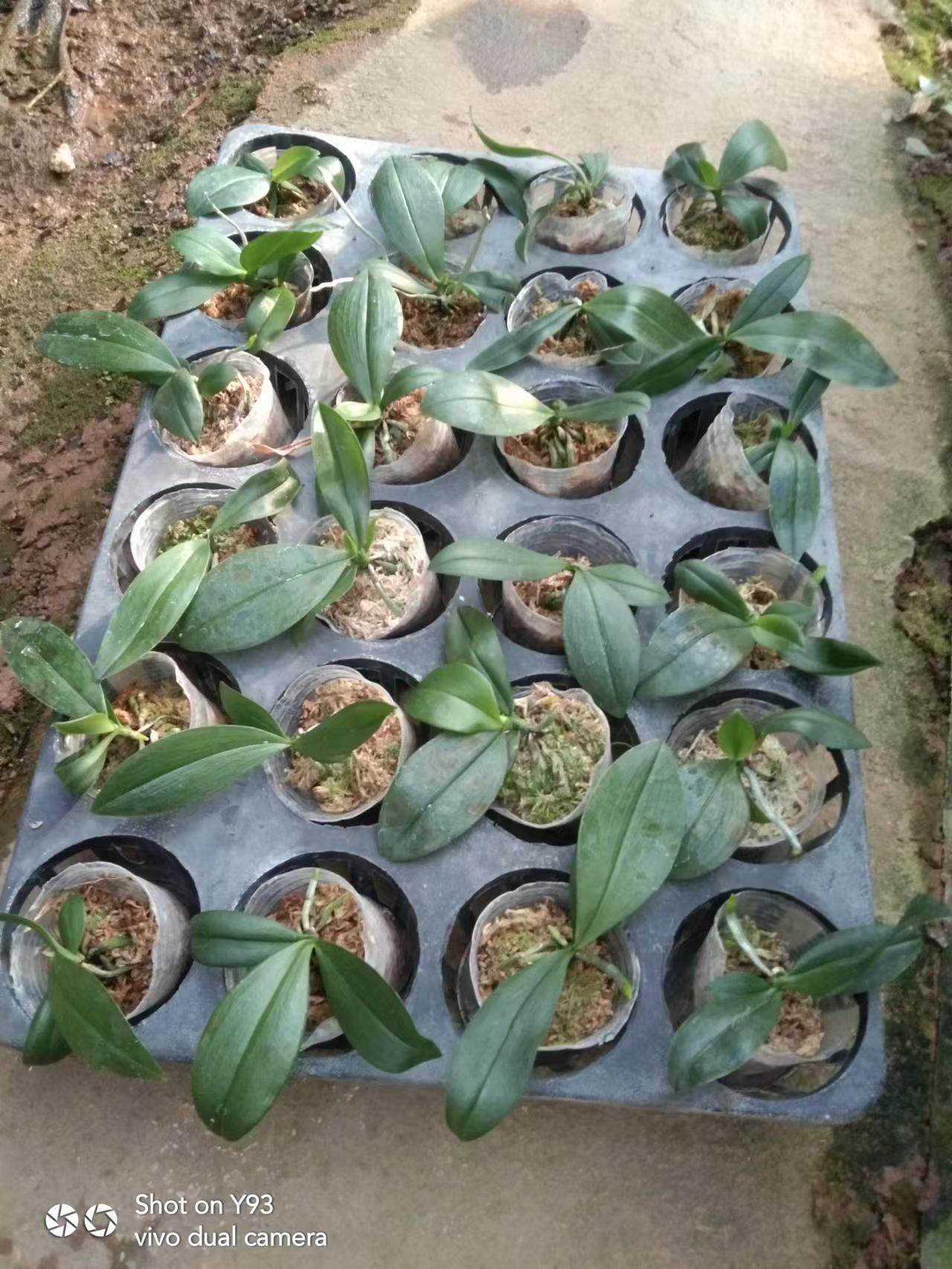 带花剑25年洛比蝴蝶兰Phal lobbii|越南原种|春季花期|淡香|小型-Taobao Singapore