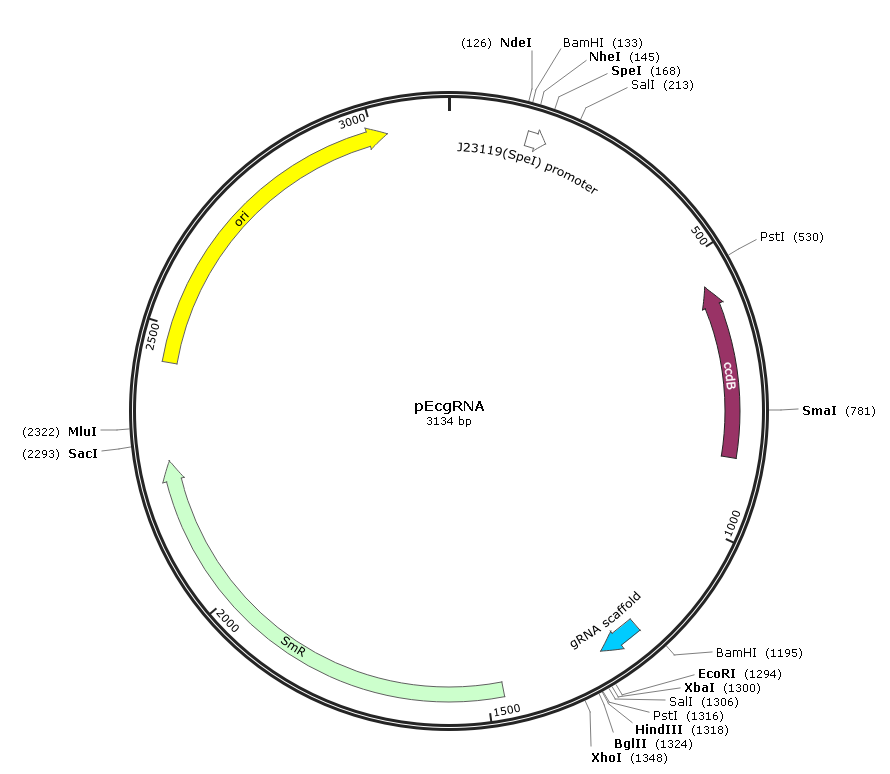 pCas9大肠敲除质粒：基因编辑“神兵利器”全解析-实验室用DNA-淘宝百科网