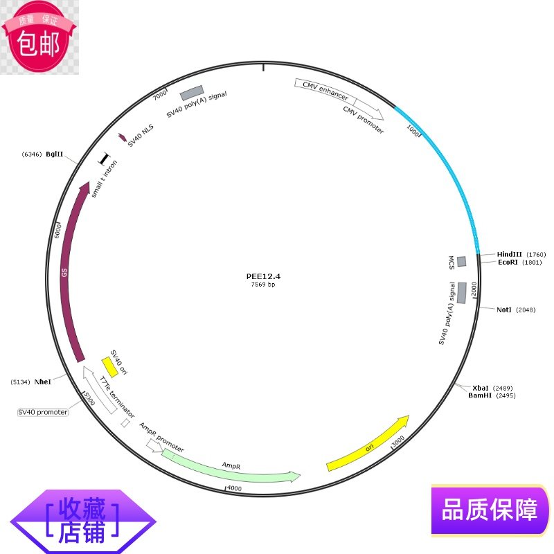 pEE12.4 质粒宝推荐GS系统抗体表达质粒载体 pEE6.4分子生物试剂
