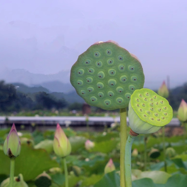 鱼山生态农场