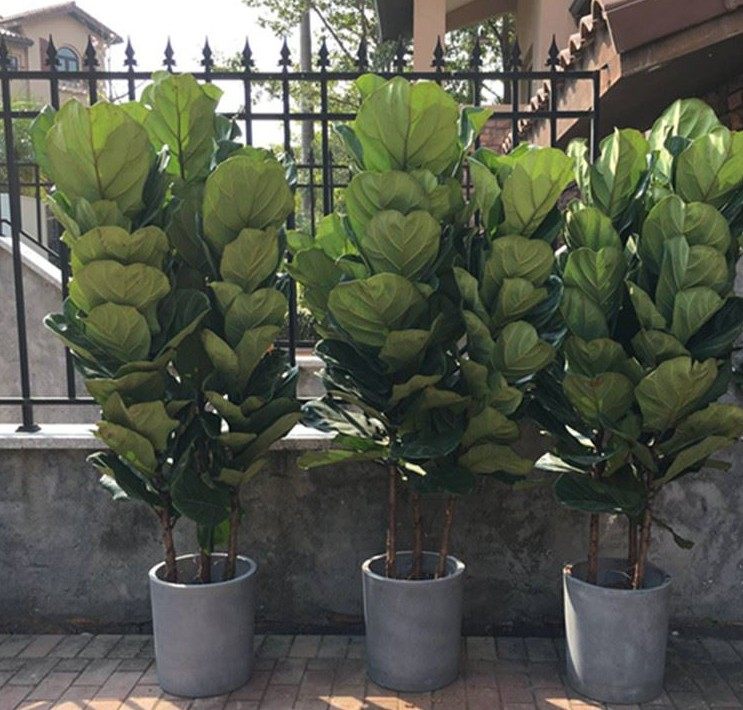 Courtyard open-air large lyre leaf banyan tree seedlings rubber tree ...
