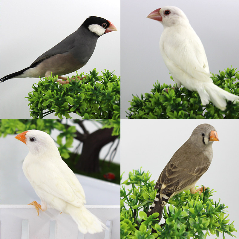 Live Bird Live Bird Pet Bird Living Pearl Bird Live Bird Talk Birds ...