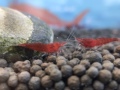惠惠虾族馆