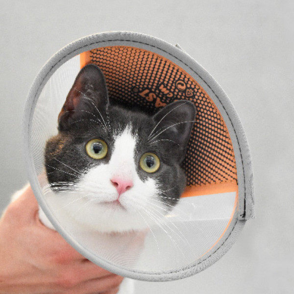 知密Ganie VETFAST巴思图透明伊丽沙白圈，宠物美容新选择？🐾-猫冻干零食-淘宝好物网