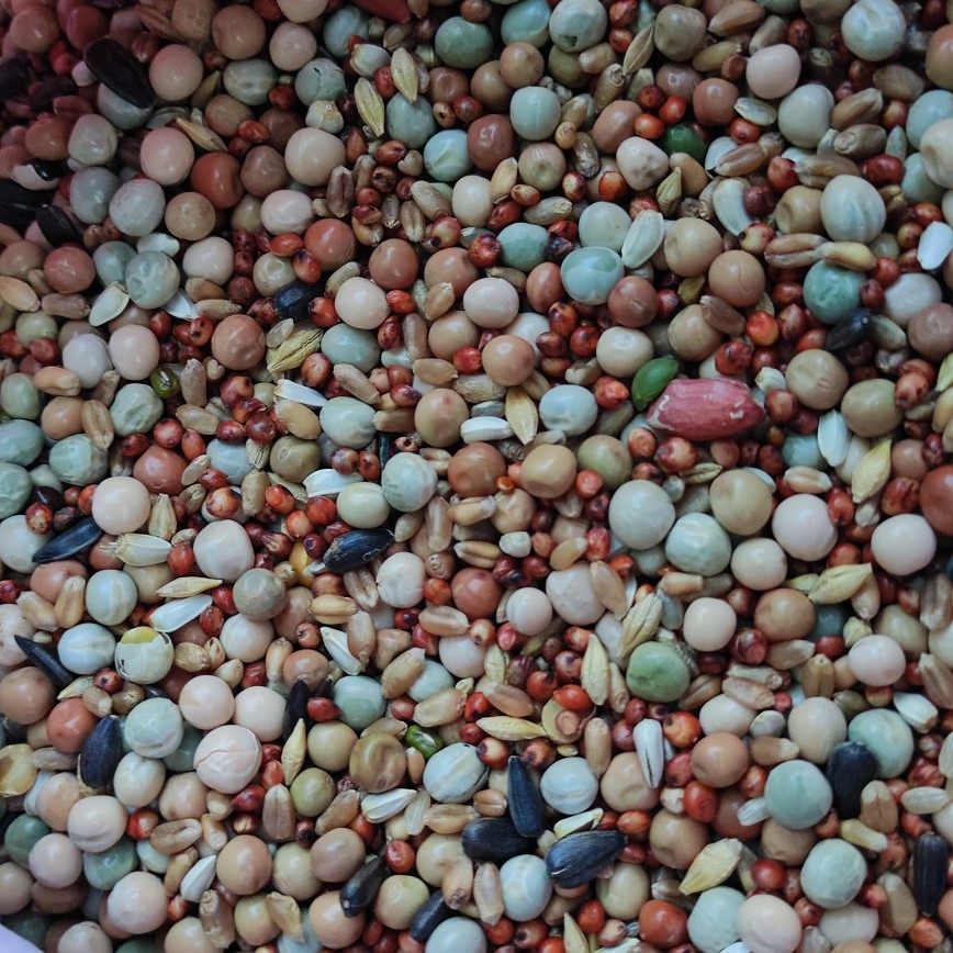 [USD 38.99] Pigeon grain without corn blasting young pigeon breeding ...