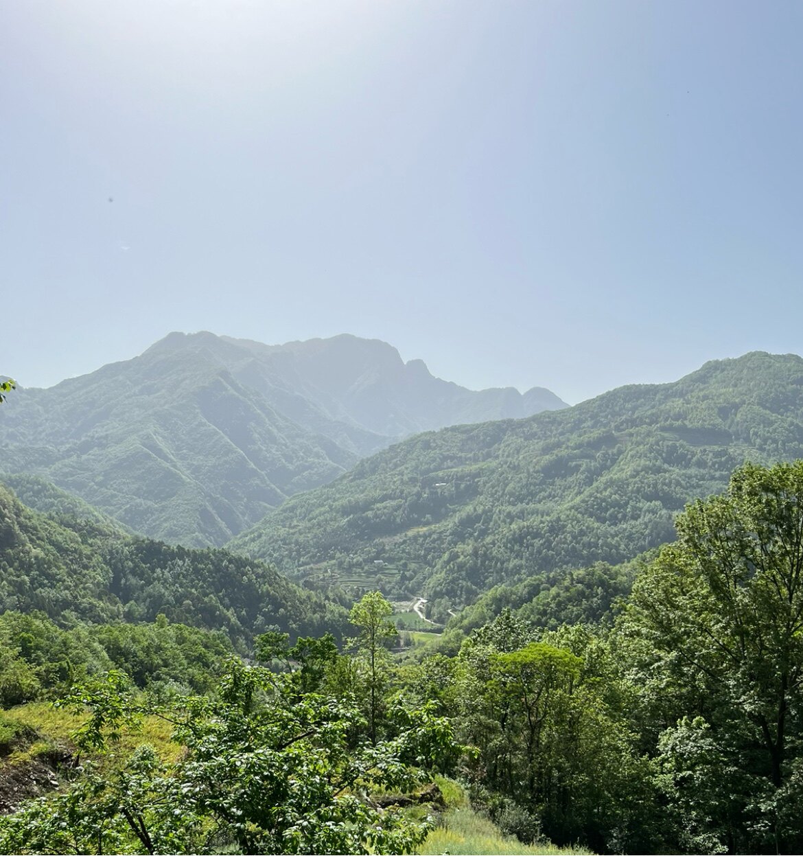 青川王氏山珍