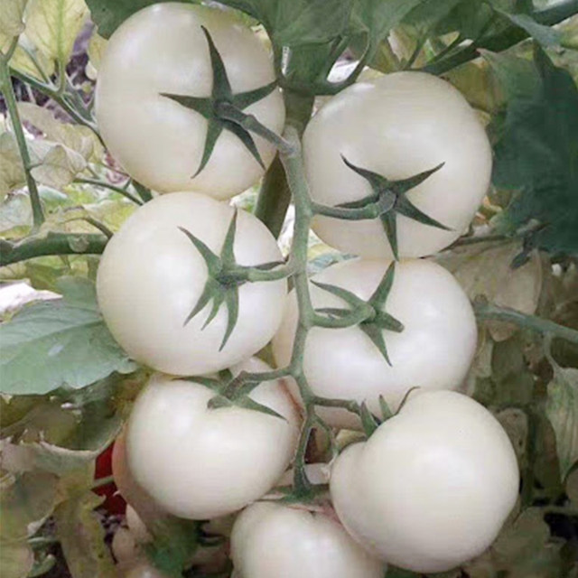 White Tomato