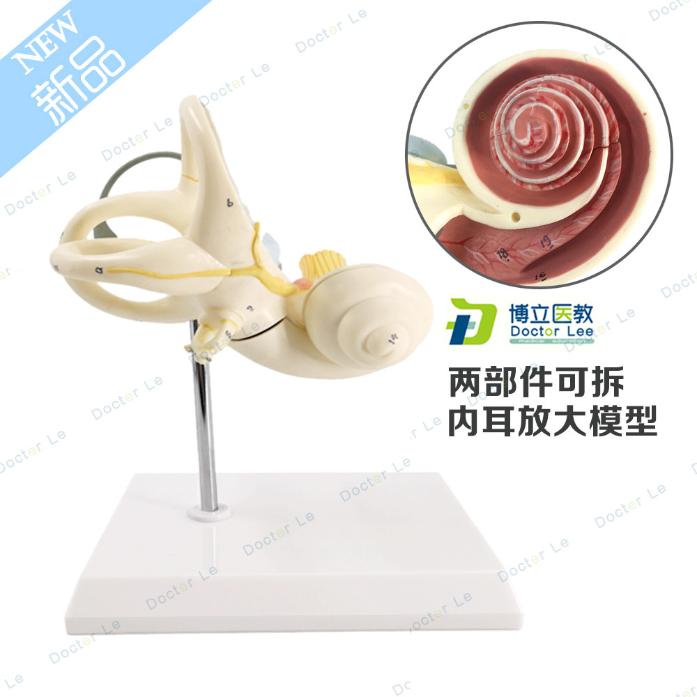 Shocking! can a two-part human ear model really help me understand the ...