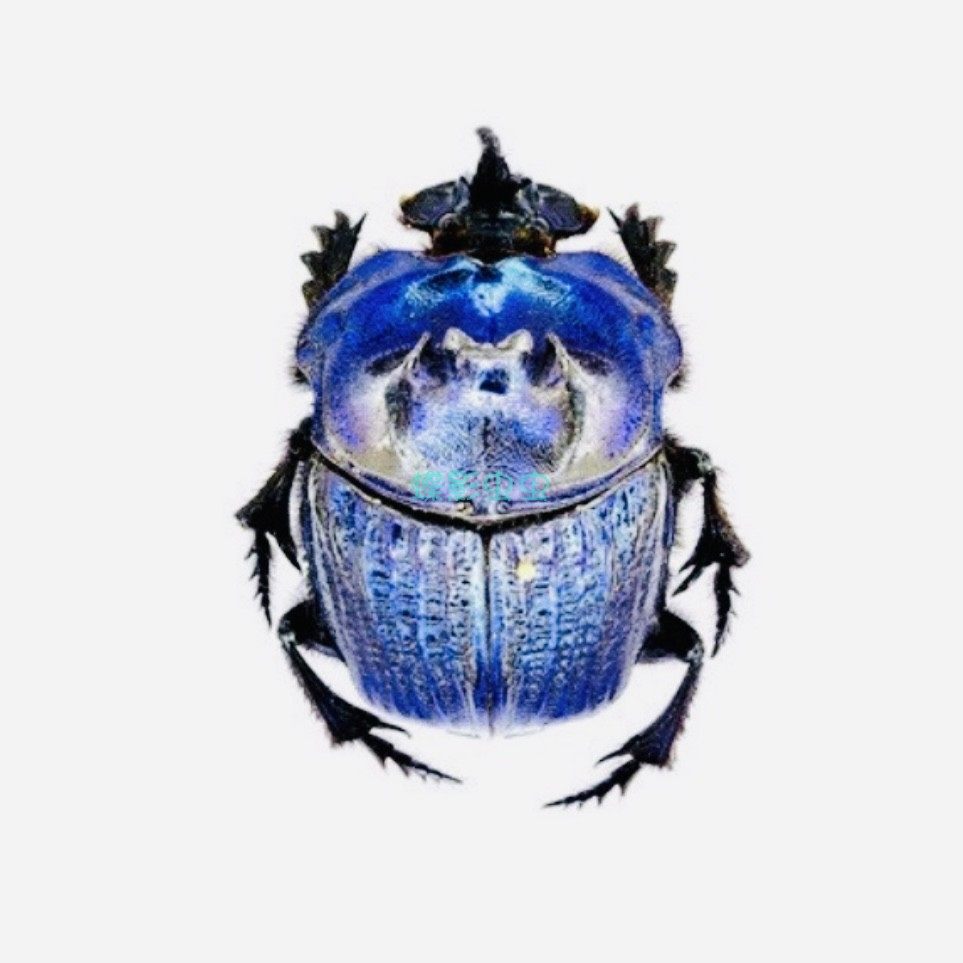 大蓝蜣螂蓝魔蜣螂Phanaeus lancifer：昆虫收藏界的梦幻逸品，你值得拥有！-甲虫-淘宝好物网