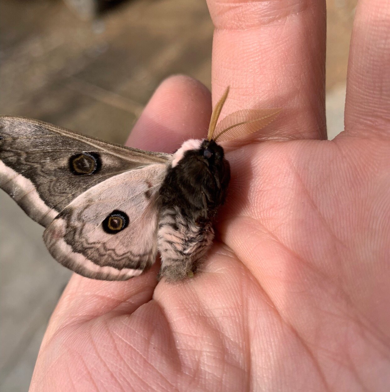 [USD 18.07] Hairy pink sorbet moth A1 original moth big silkworm moth ...