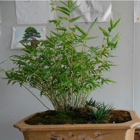 Ornamental bonsai bamboo rice bamboo potted Phoenix bamboo clump short ...