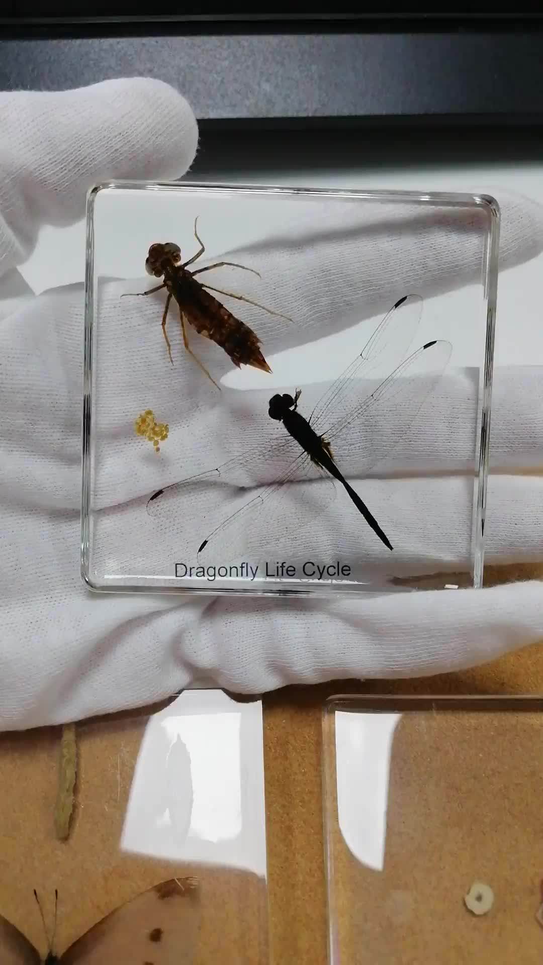 Life Cycle Of Honey Bee Real Insect Bug Egg 75*75*9mm Acrylic Specimens ...