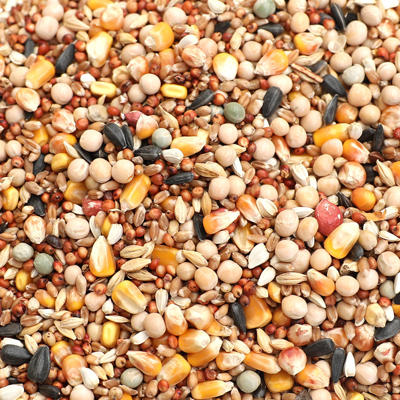 [USD 24.97] 10 pounds of corn pigeon grain competition flying ...