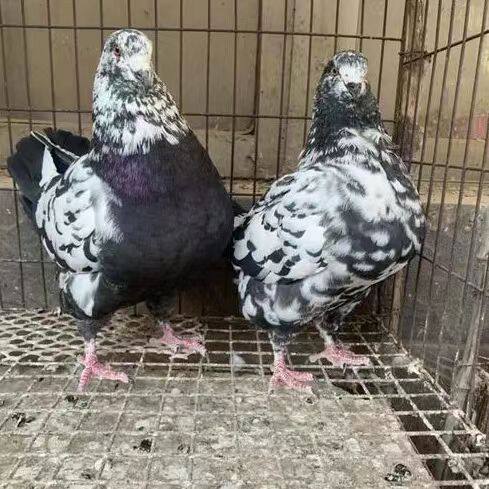 天鸿养殖基地