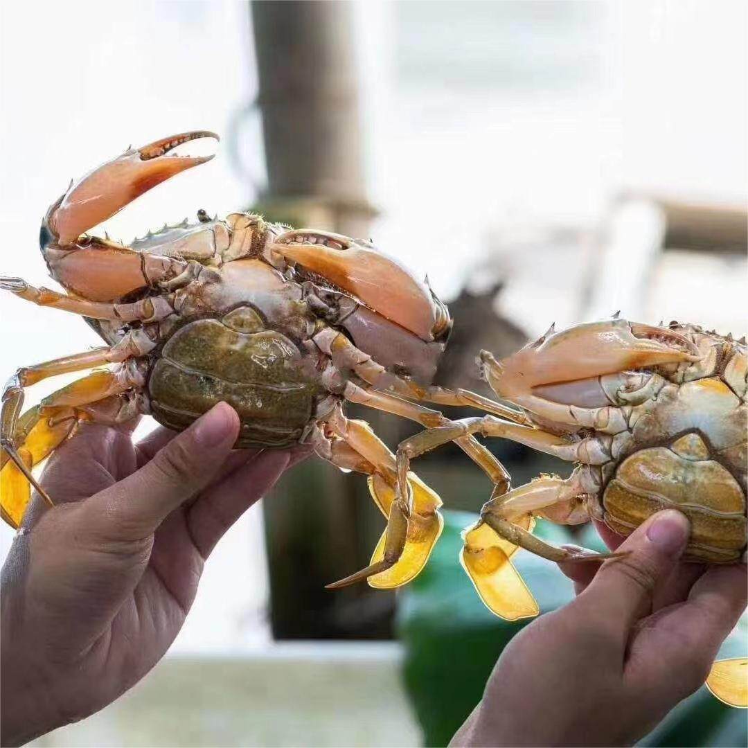 珠三角黄油蟹养殖场