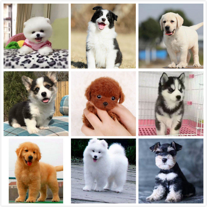 Purebred live dog puppies Teddy Hiromi Shunsuke Corgi teacup dog Bichon ...