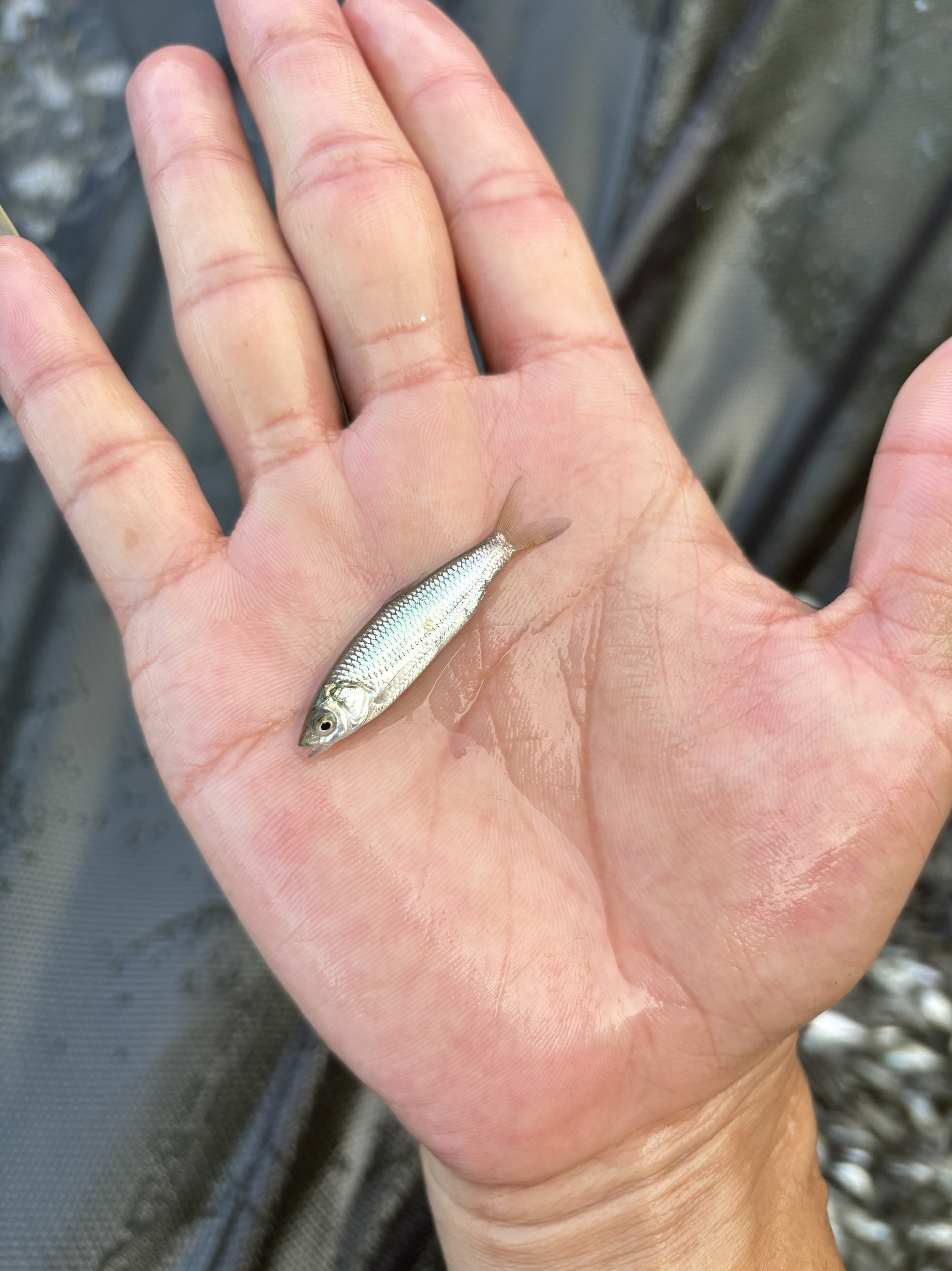 赤眼鳟鱼苗（红眼鱼）：新手也能养出神鱼！超详细养鱼攻略+颜值爆表测评！-鱼苗-淘宝好物网