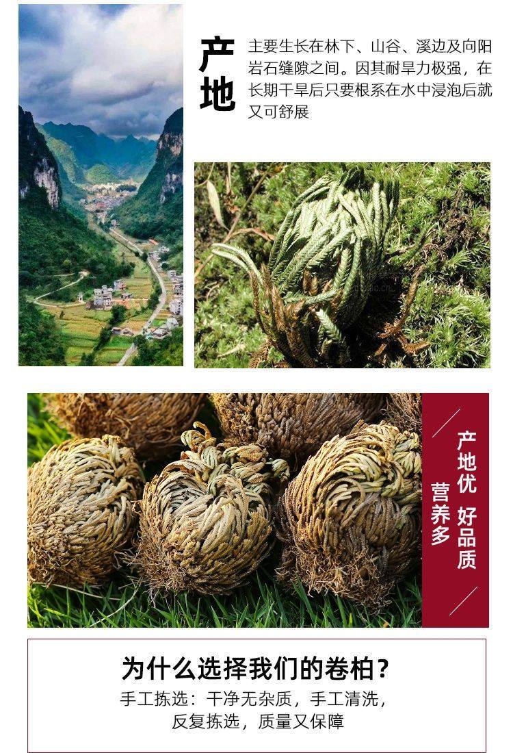 卷柏中九死还魂草干 耶利哥玫瑰 复活草不死草还阳草长生草中草药-阿里巴巴