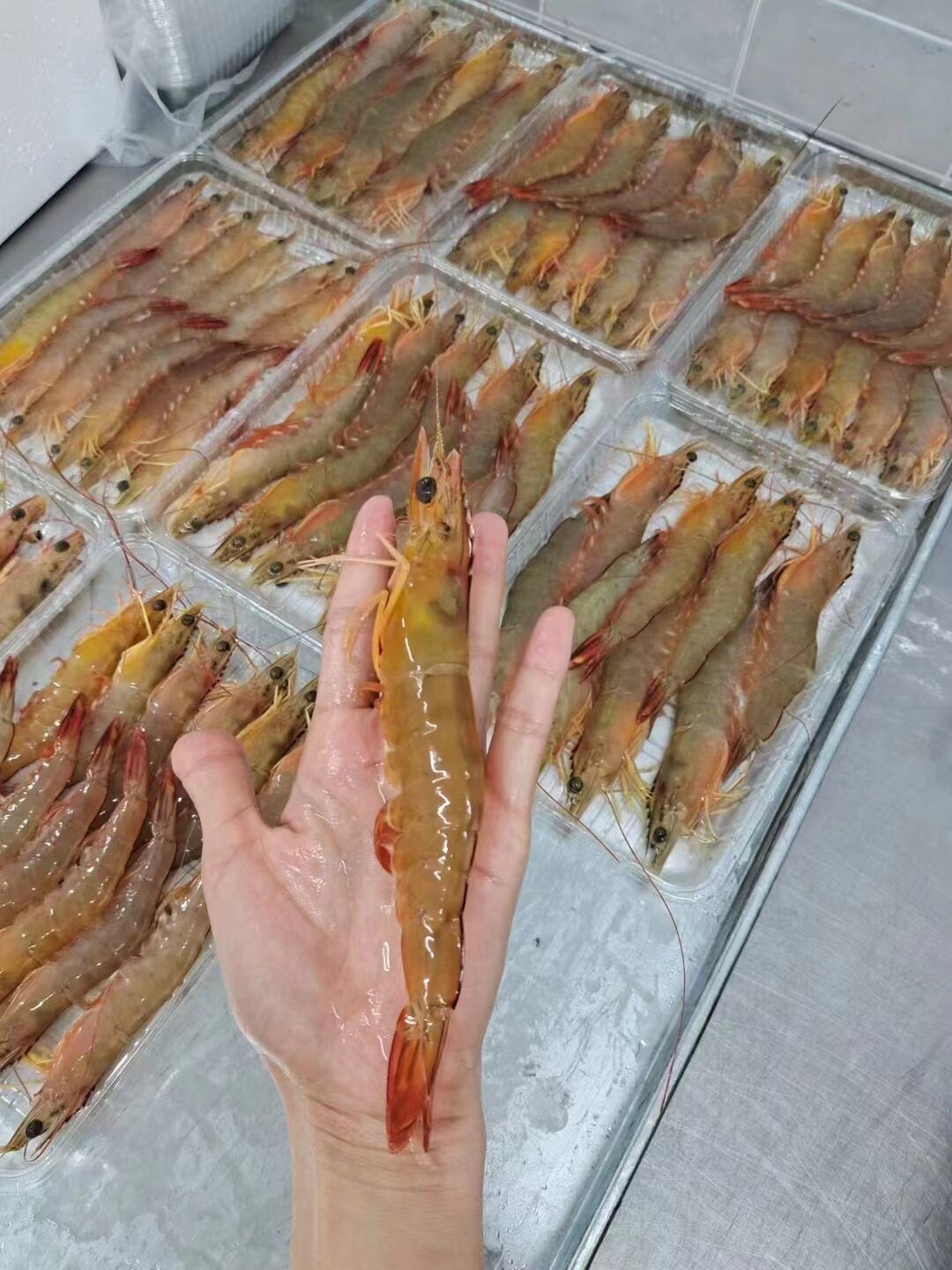 [USD 59.91] Wild prawns, hemp shrimps, flower shrimps, nine knots ...