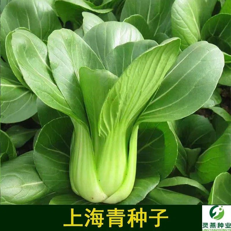 CCTV5+都播啥呀？👀体育迷必看频道揭秘-生活-淘宝百科网