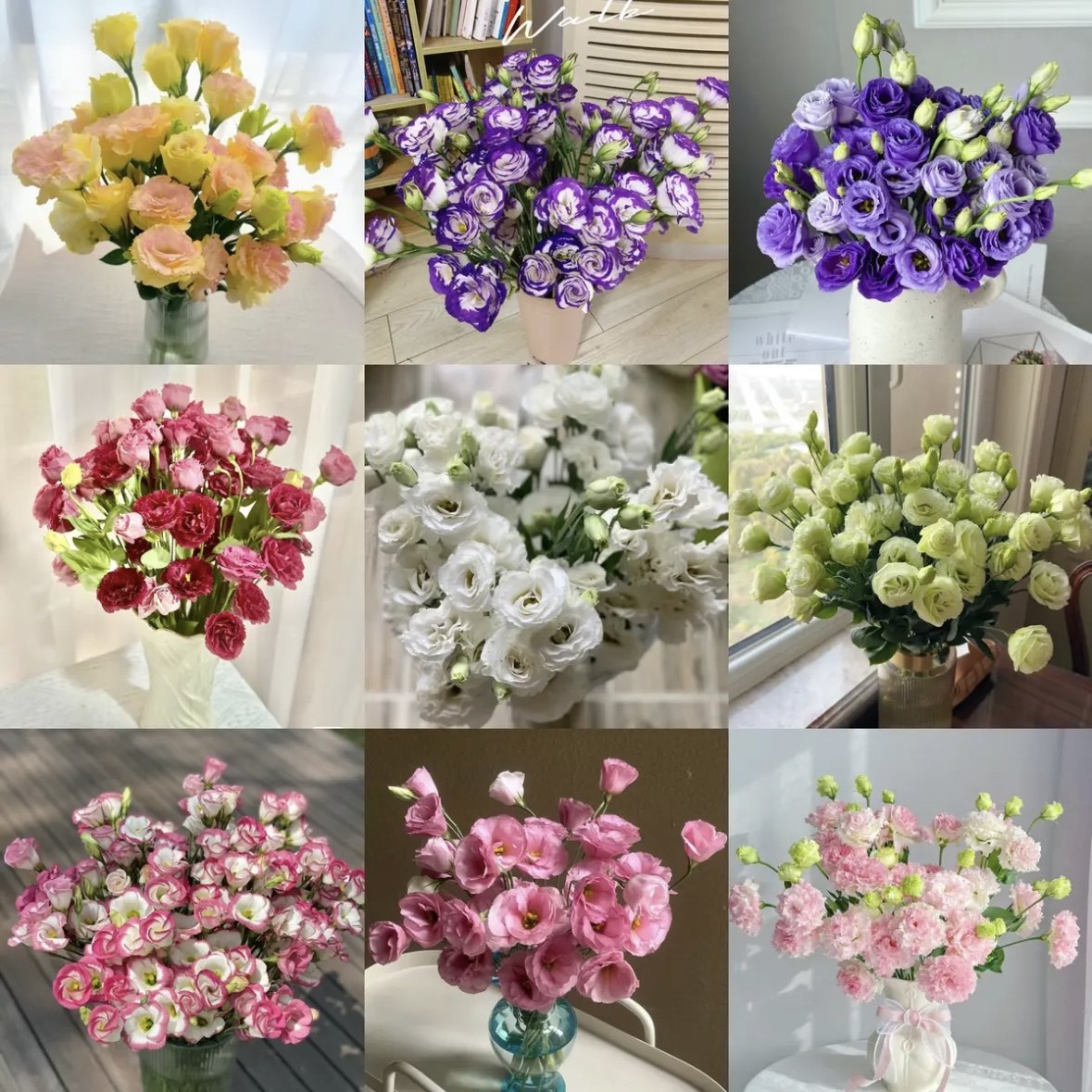 云南花卉种苗基地