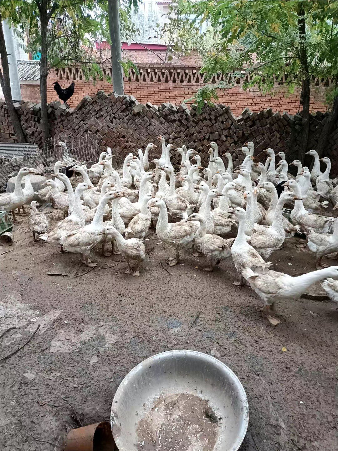 迅销畜牧养殖动保