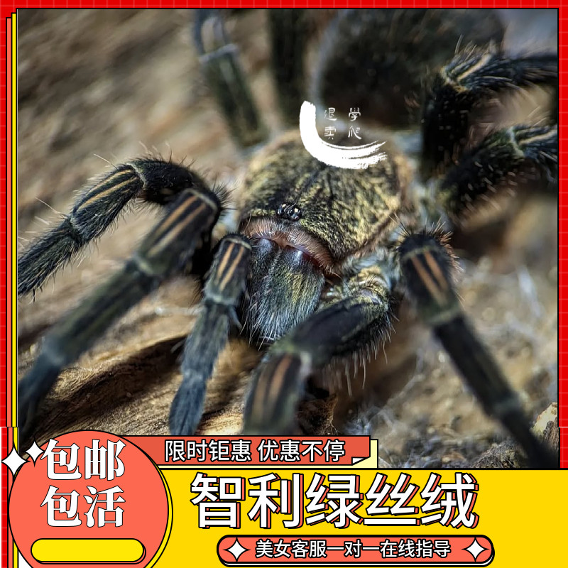 养宠物新潮流！智利绿丝绒捕鸟蛛，你的办公室也能成为“丛林”？ 蜘蛛 淘宝好物网