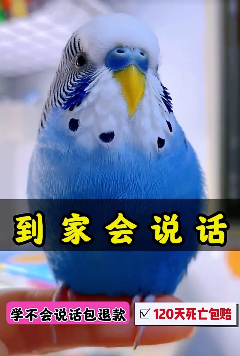 萌宠大星球