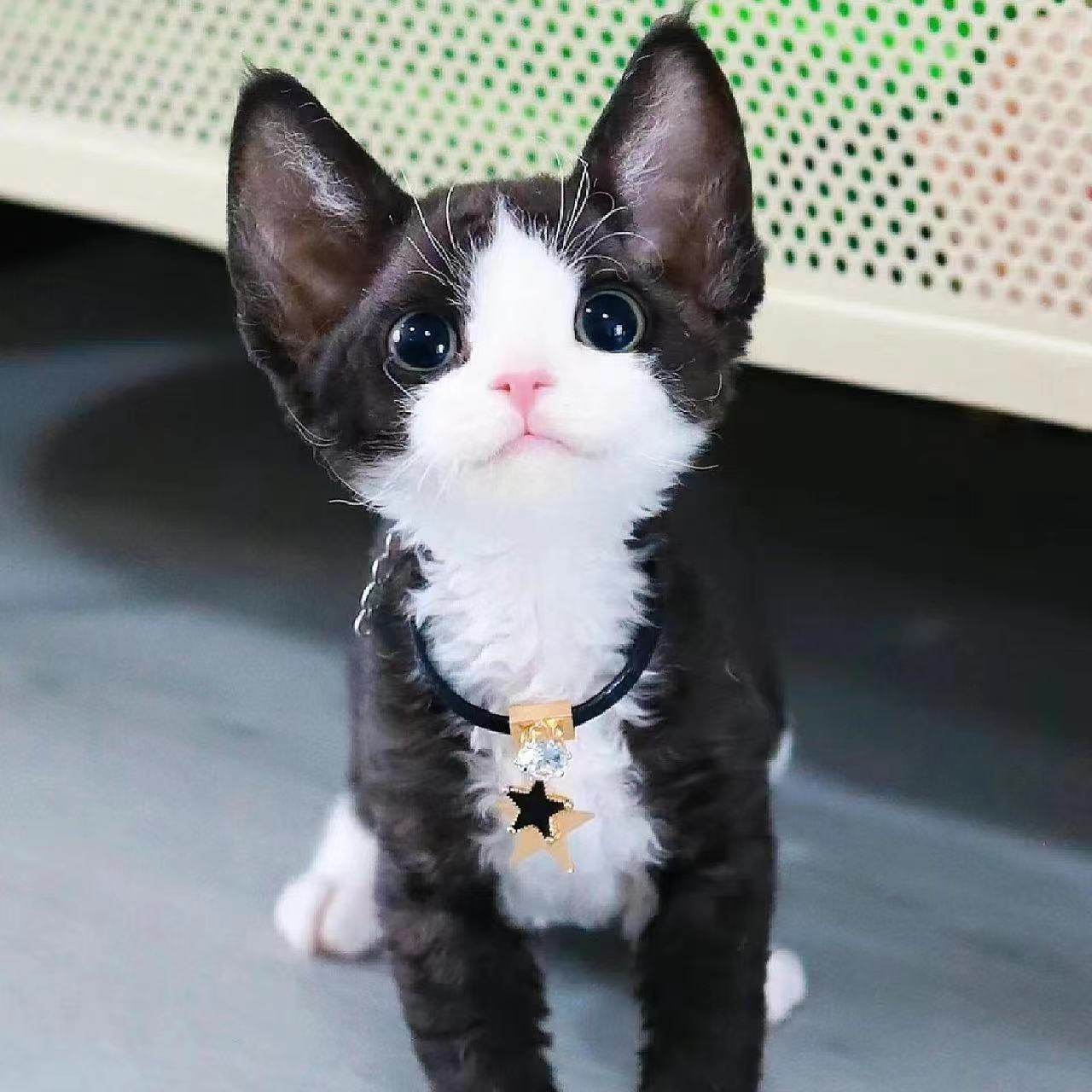 德文卷毛猫幼猫德文猫纯种帝王卷毛猫不掉毛宠物猫活体蓝眼德文猫-阿里巴巴