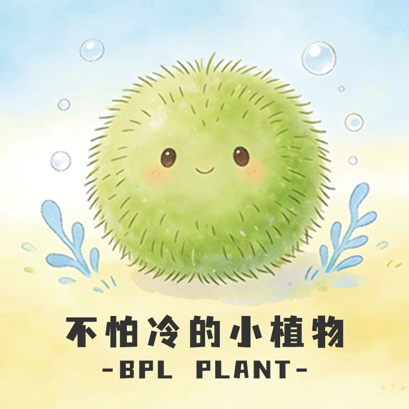 BPL PLANT不怕冷的小植物