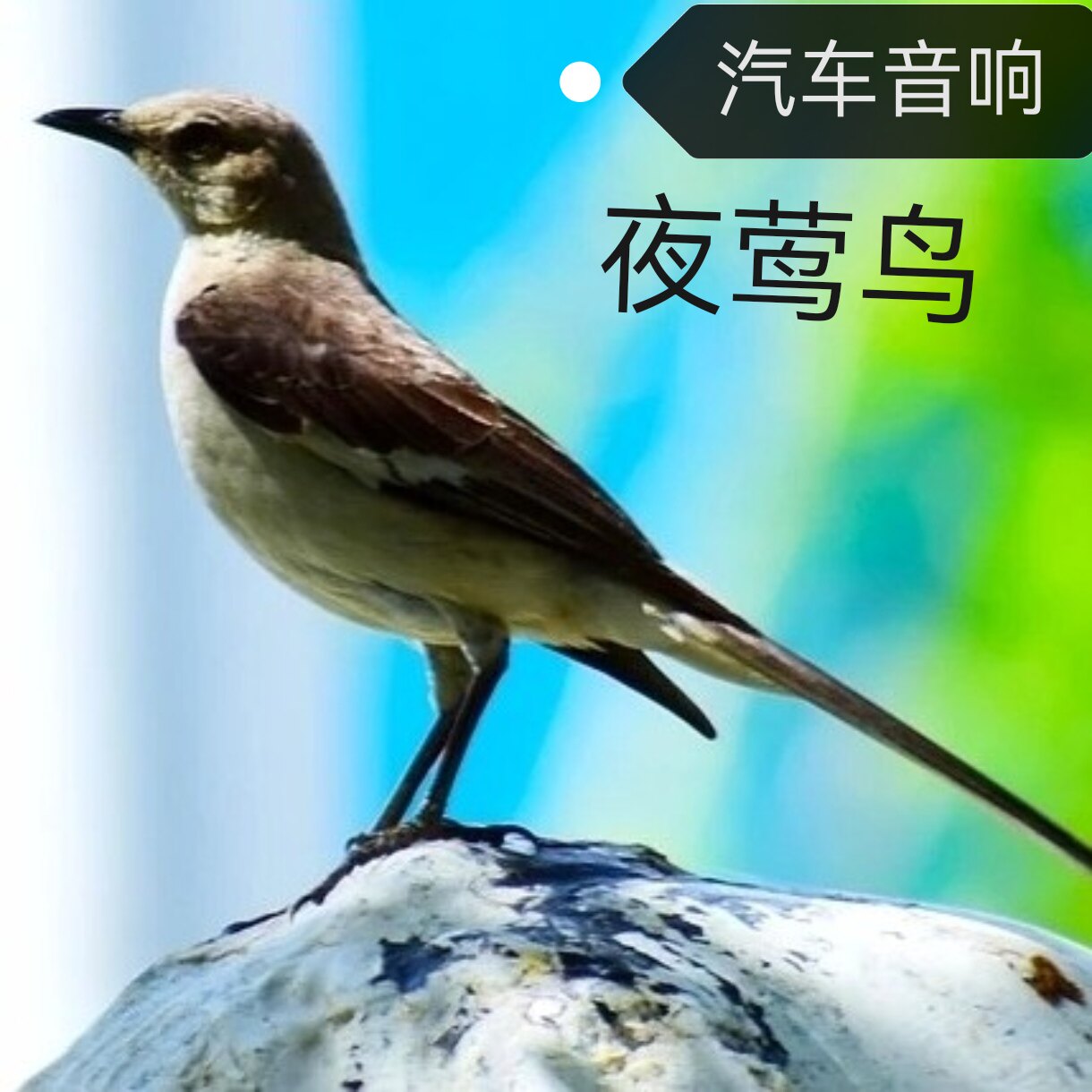 夜莺鸟汽车音响厂家
