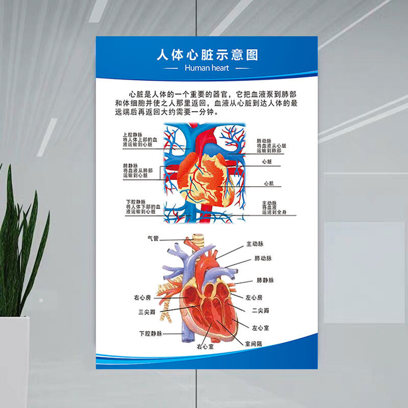 [USD 8.35] Hospital Clinic Human Medical Anatomy Diagram Medical Wall ...