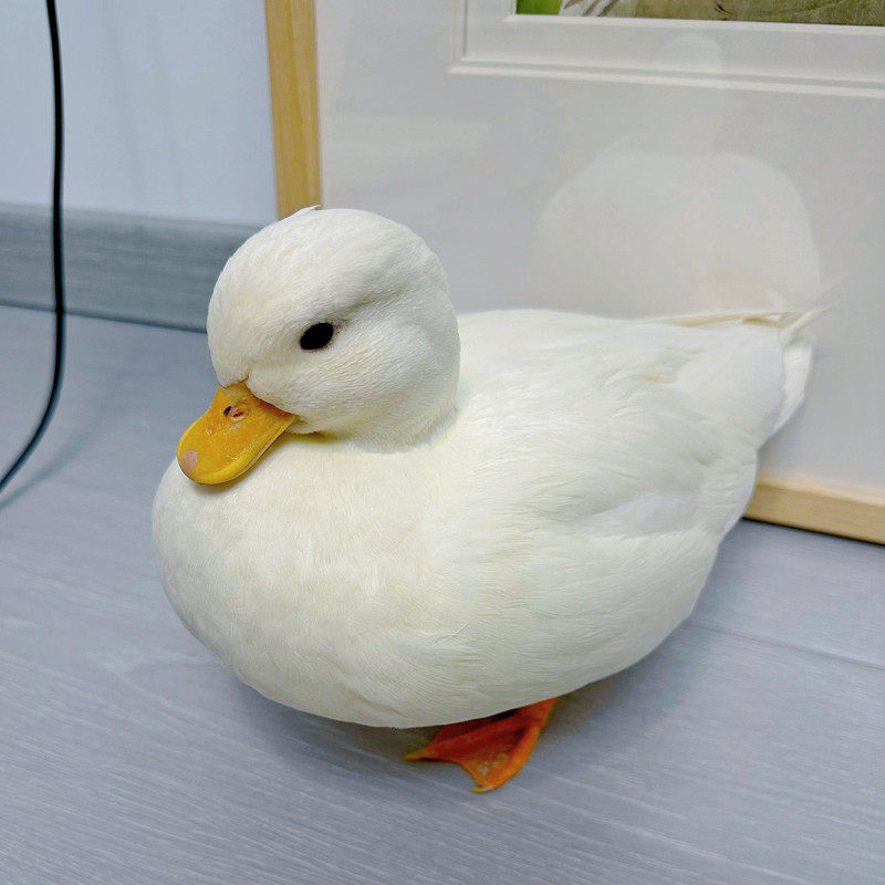 萌宠柯尔鸭