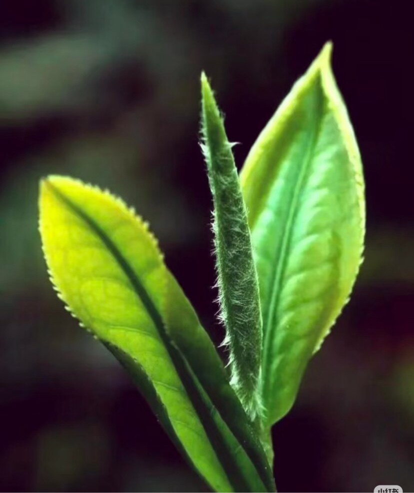 雍正茶厂