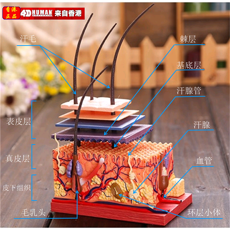 Revealing the secret weapon of beauty salons!4d master human skin model ...