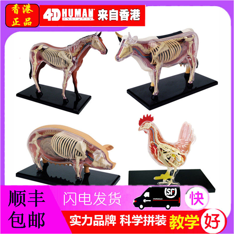 A must-see for science enthusiasts! the 4d master animal organ anatomy ...