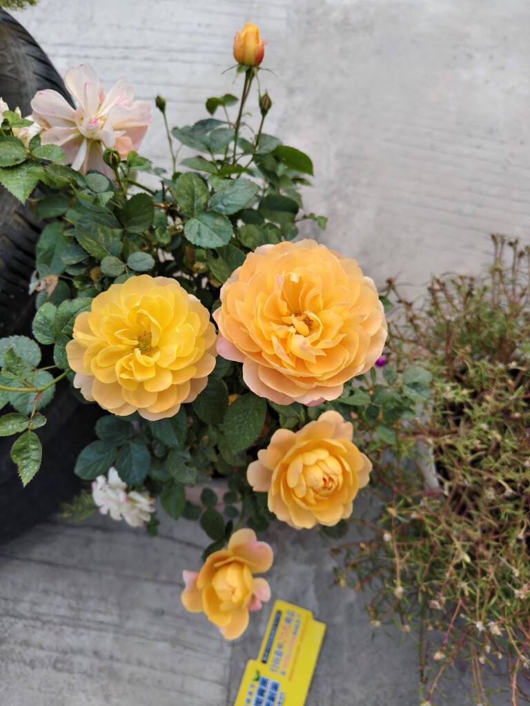小花花的小店23