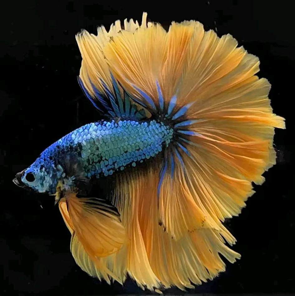 斗鱼直播每个人都能玩吗？🌟揭秘斗鱼直播的门槛与乐趣-斗鱼直播-淘宝百科网