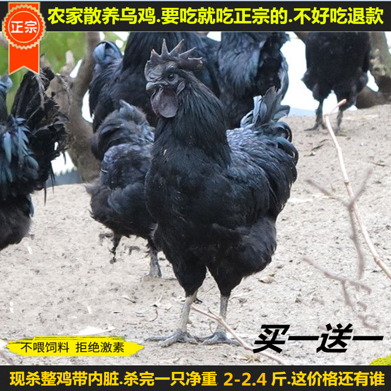 Authentic northern Jiangsu farm chicken free-range black-bone chicken ...