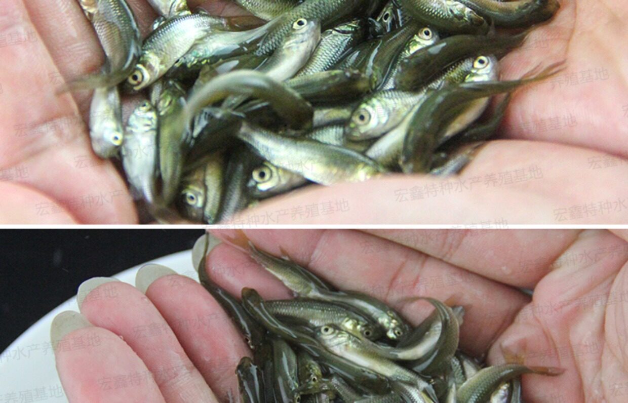 赤眼鳟鱼苗图片,赤眼鳟鱼苗好养吗,赤眼鳟属于洄游鱼吗(第12页)_大山谷图库