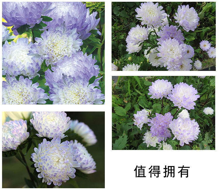 Duchess blue ice double-petal aster seeds imported heirloom indoor four ...