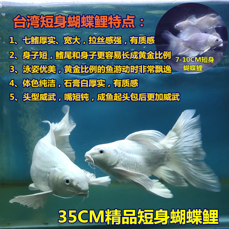 (Shang Shuiyuan) Taiwan butterfly carp living dragon carp koi spherical ...
