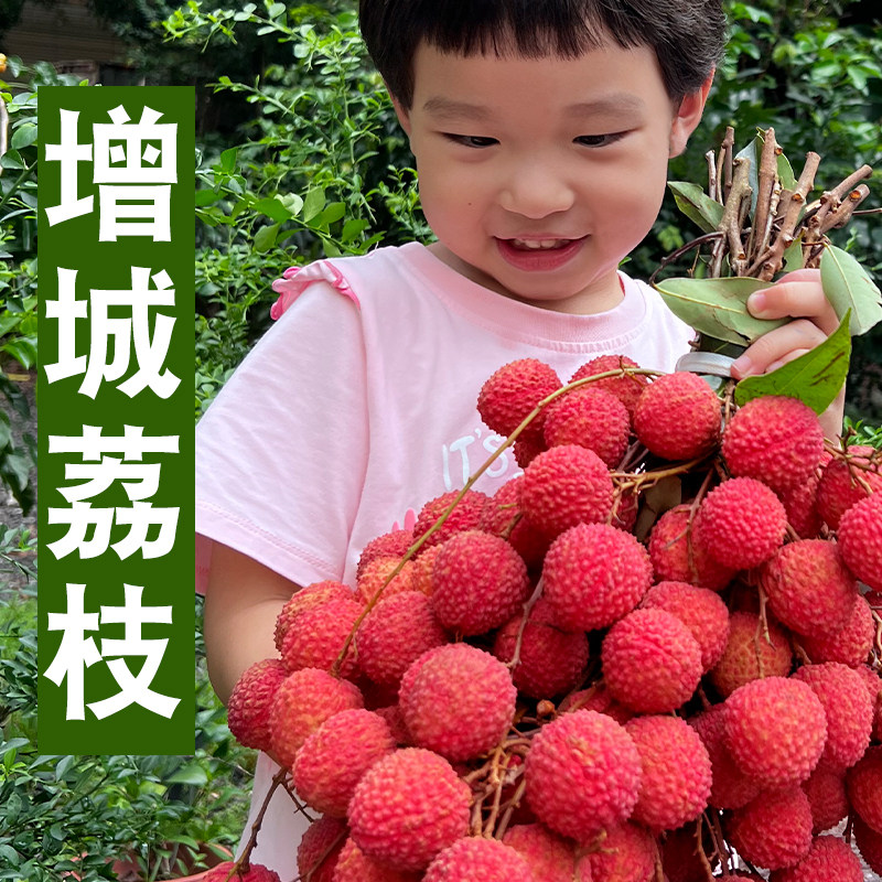 增城挂绿荔枝园