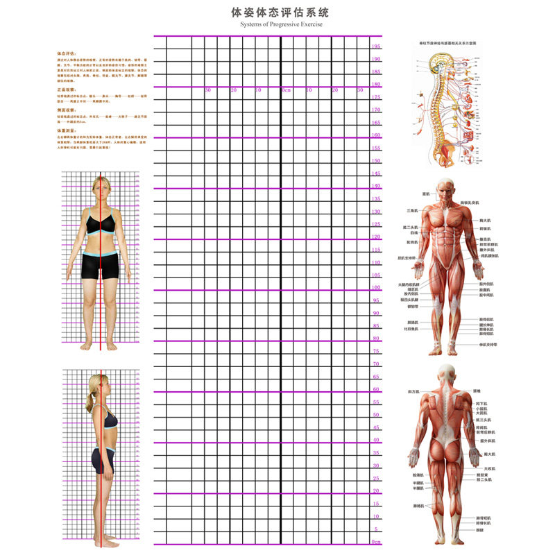 [USD 34.87] Physical chart Gym Human station attitude assessment chart ...