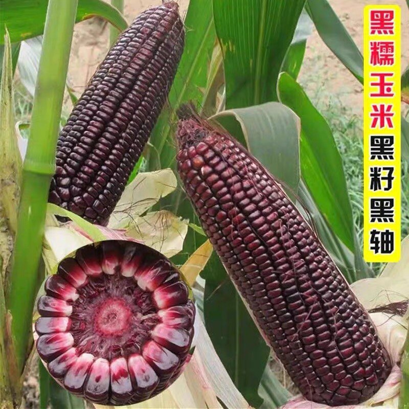 蔬菜种子合作商