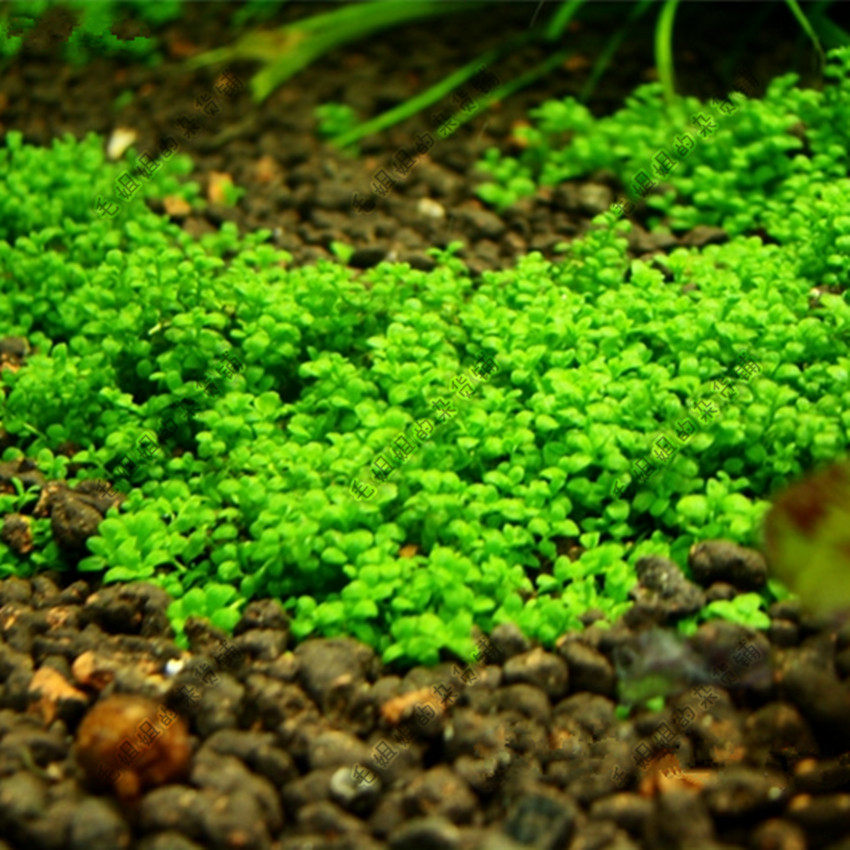 [USD 7.43] Mini Dwarf Pearl Foreground Watergrass Aquarium Fish Tank ...